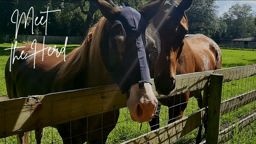 The Herd – Heartland Haven Foundation